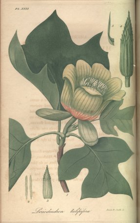 Early Botany Illustrated