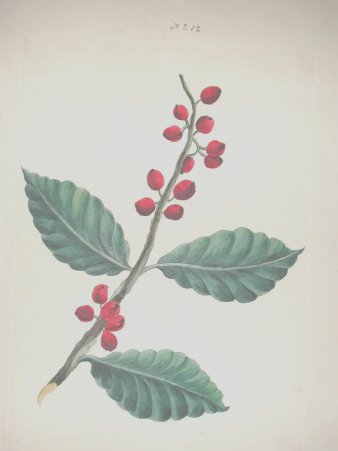 Early Botany Illustrated