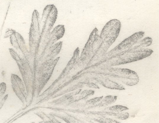 Early Botany Illustrated