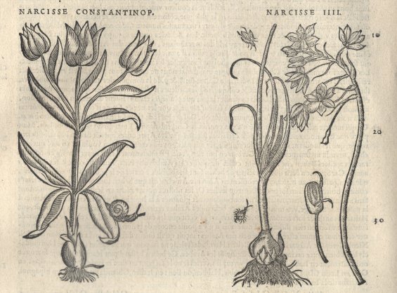 Early Botany Illustrated