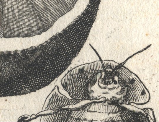 Early Botany Illustrated